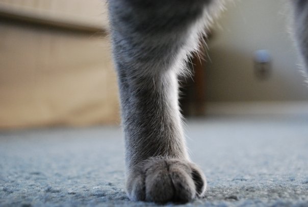 Clara the Cat: Loquacious & Irresistibly Cute (Not That I’m Biased Or ...